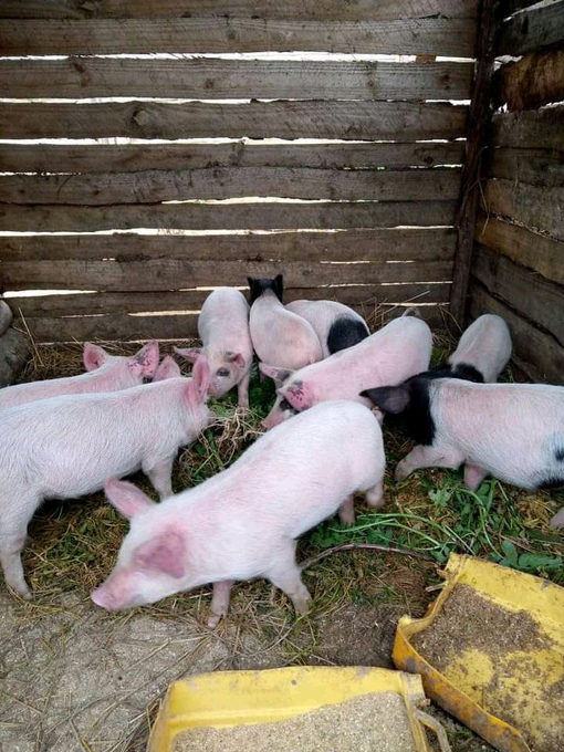 A Project To Strengthen Pig Farming For The Family Economy - ImpactX