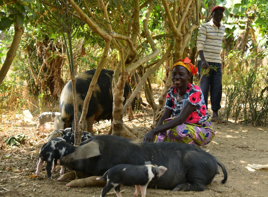 Bonifirida Piggery Project - ImpactX
